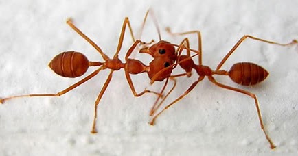 Mengapa Semut Berhenti Ketika Bertemu Semut Lainnya - Berita Aneh dan ...