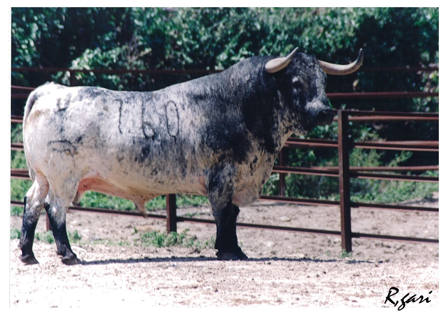 PENYA TAURINA EL BOU DE BORRIANA: AÑO 2004 Ganaderia de CEBADA GAGO ...