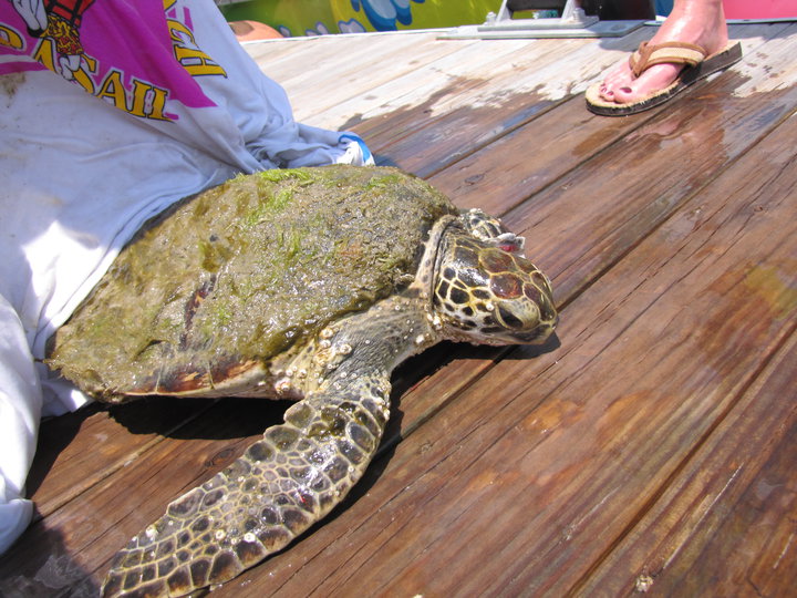 Ponce Inlet Watersports