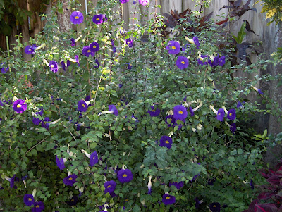 DragonFly Garden: The King Mantle Flower or Thunbergia erecta
