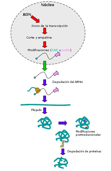 Un camp de margarides: LISOSOMAS Y PROTEOSOMAS