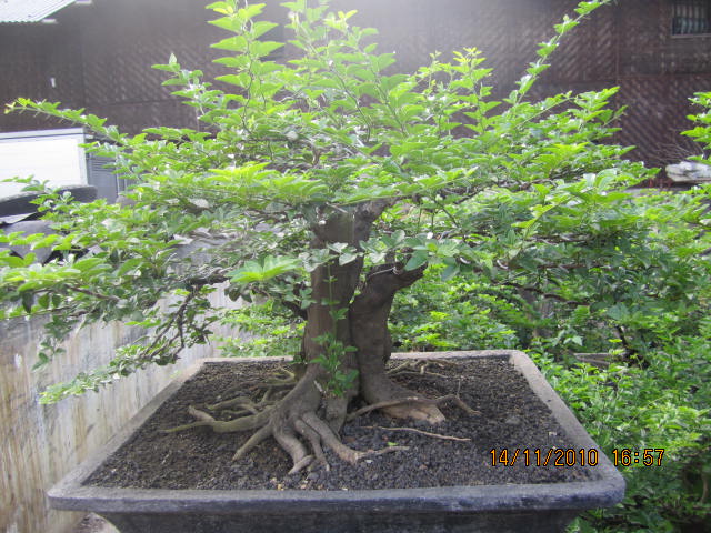 bromo gedali: Bonsai jeruk kingkit 13