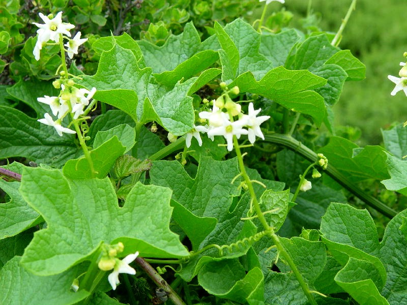 Ernie's Place: Wild Cucumber