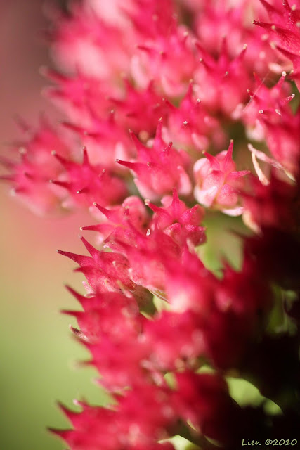 Lien's years in pictures: #32 Pink spikes