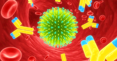 The Gluten Doctors: How the Immune System Gets Confused in Autoimmune ...