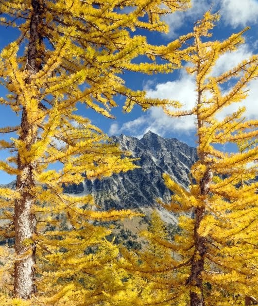 Alan Bauer Photography & Nature Blog: Glowing gold of alpine larch trees