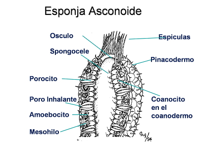 Biologia Para Todos.: zoologia de invertebrados, poriferos.