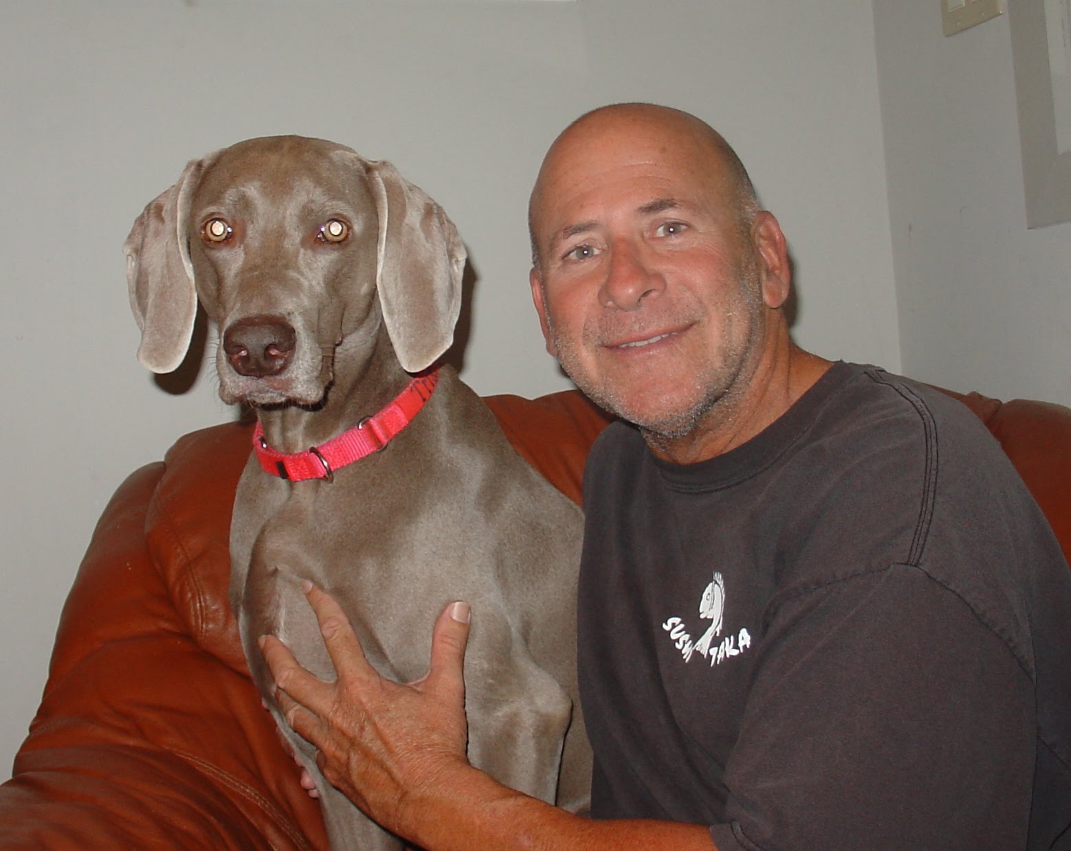 Grayhart Weimaraners: Trixie hired for IAMS Commercial!