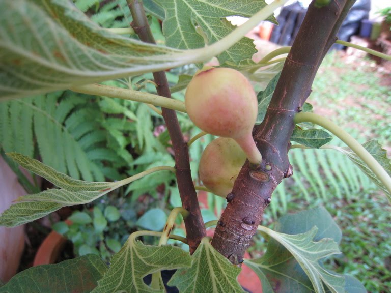 Emerald Garden: Mango, Kuini and Figs