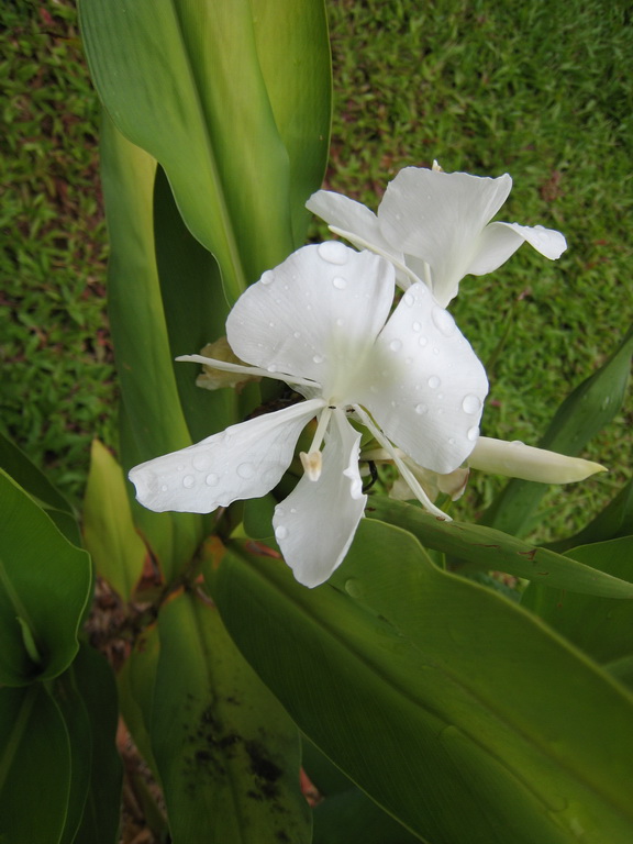Emerald Garden: Butterfly Ginger