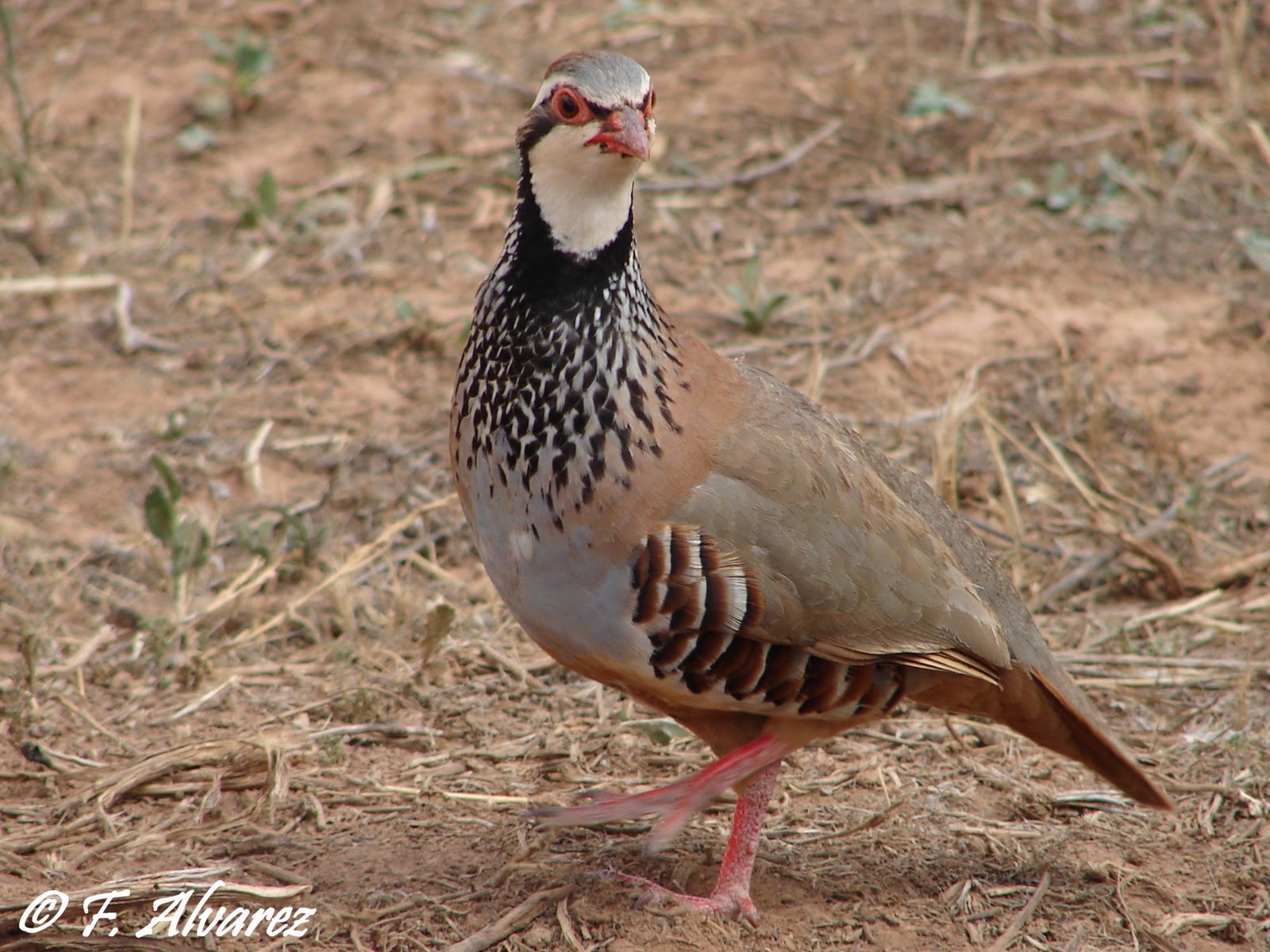 El mundo que queremos todos: LA PERDIZ COMÚN O ROJA