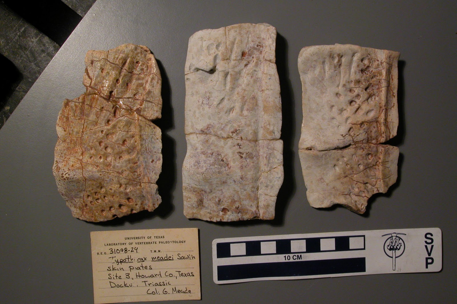 Chinleana: The Importance in Understanding Historical Context in ...