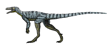 Chinleana: Marasuchus lilloensis Reconstruction by Jeffrey Martz