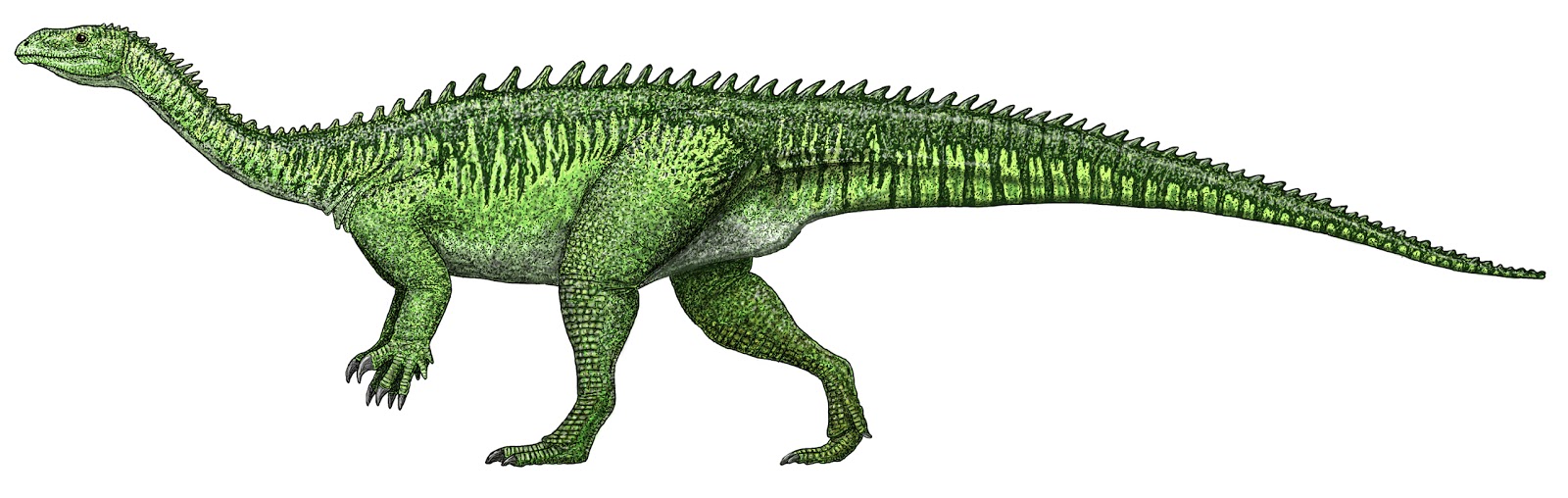 Chinleana: Plateosaurus engelhardti Reconstruction by Jeffrey Martz