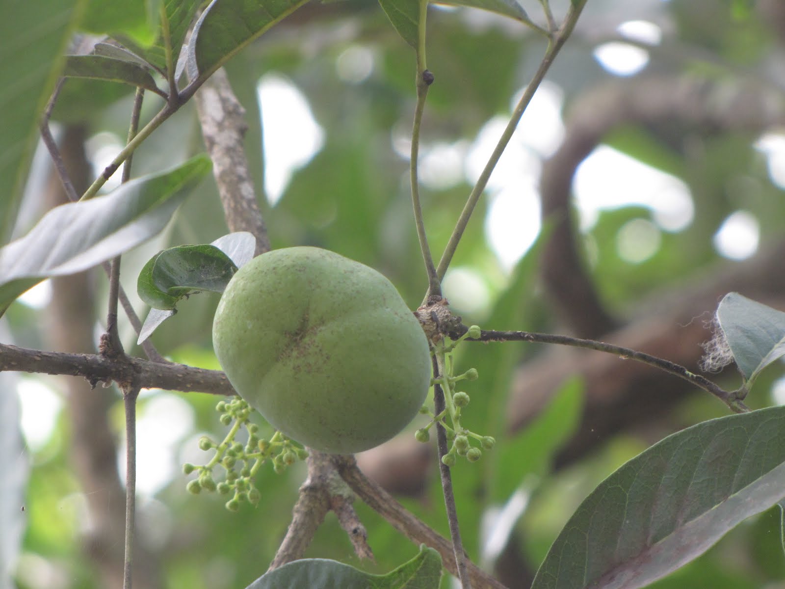 La primavera: La pera Dominicana y nacidas en el campo.