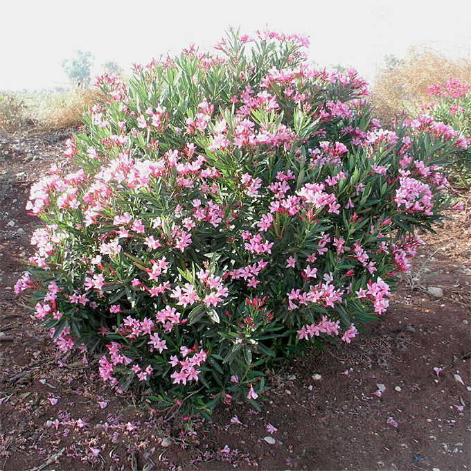 Hortus Italicus: Nerium oleander L. 1753