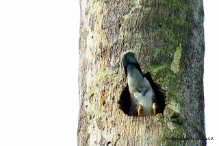 Birds and Nature Photography @ Raub: Common Myna Nesting
