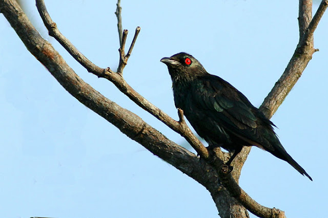 Ide 34+ Burung Mata Merah