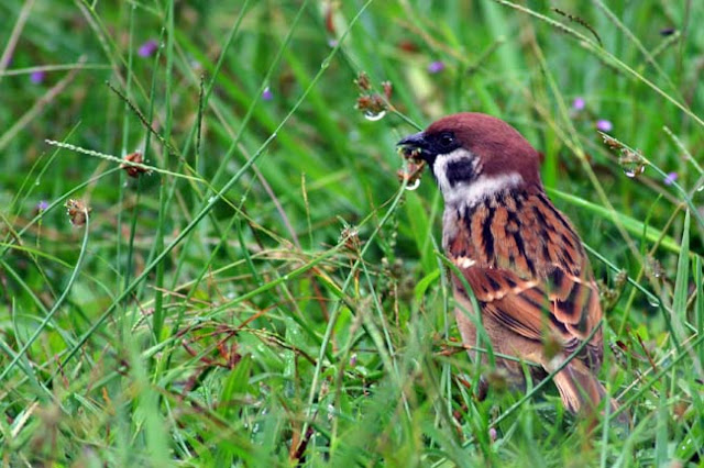 Birds and Nature Photography @ Raub: Burung Ciak Rumah