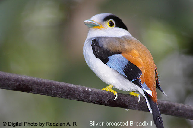 Birds and Nature Photography @ Raub: Silver-breasted Broadbill