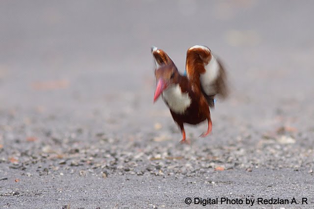 Birds and Nature Photography @ Raub: Raja dan Kelkatu - King Fisher and ...
