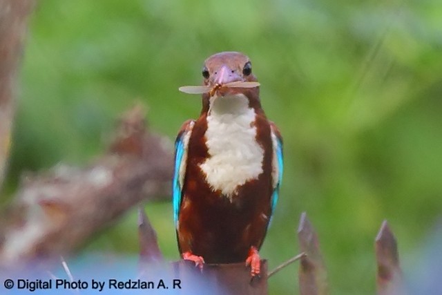 Birds and Nature Photography @ Raub: Raja dan Kelkatu - King Fisher and ...