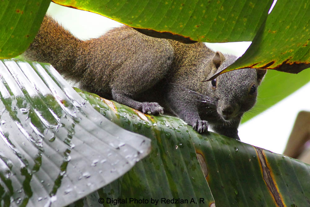Birds and Nature Photography @ Raub: Tupai