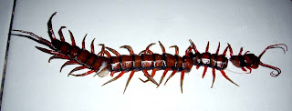 Birds and Nature Photography @ Raub: Malaysian Cherry Red Centipede