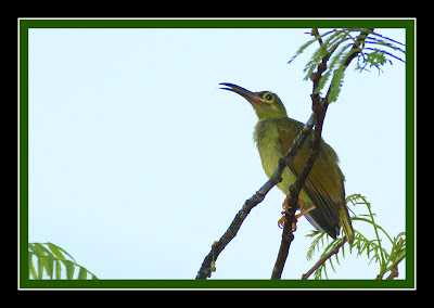 Birds and Nature Photography @ Raub: Spectacled Spiderhunter at Petai ...