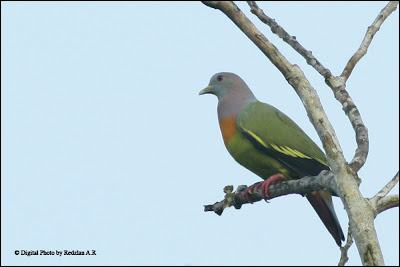 Birds and Nature Photography @ Raub: Pink-necked Green Pigeon - Punai ...