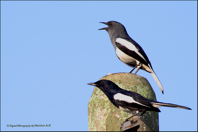 Birds and Nature Photography @ Raub: Male and female Oriental Magpie Robin
