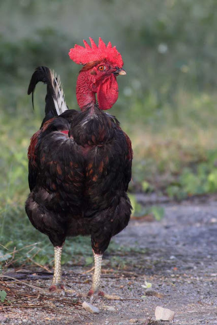 Birds and Nature Photography @ Raub: Ayam Botak - Naked Neck Rooster ...