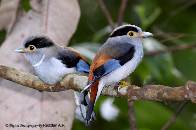 Birds and Nature Photography @ Raub: Silver-breasted Broadbill - Couple