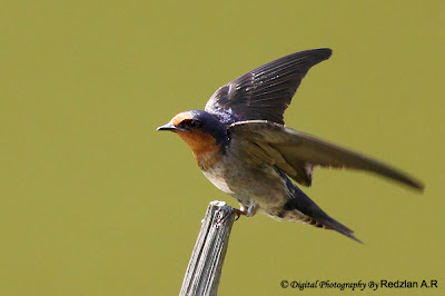 Birds and Nature Photography @ Raub: Take-off and Landing