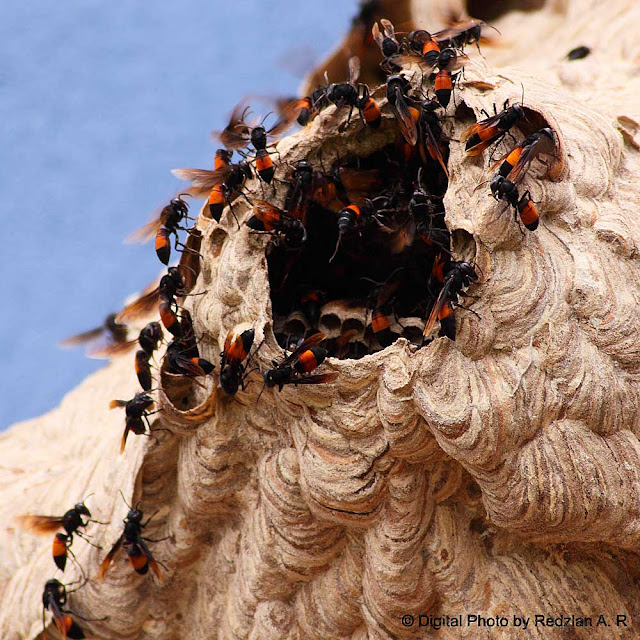 Birds and Nature Photography @ Raub: Sarang Tebuan - Nest of Vespa affinis