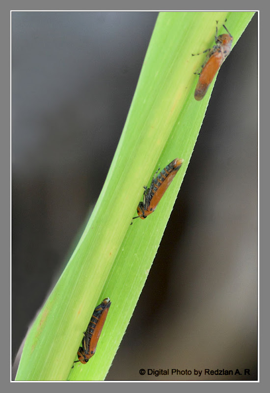 Birds and Nature Photography @ Raub: Common red leafhopper
