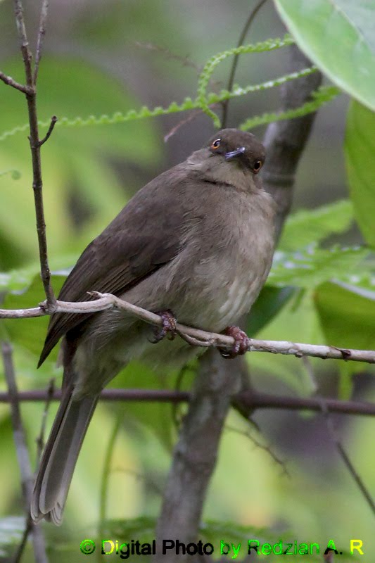 Birds and Nature Photography @ Raub: Merbah Mata Merah - Red-eyed Bulbul