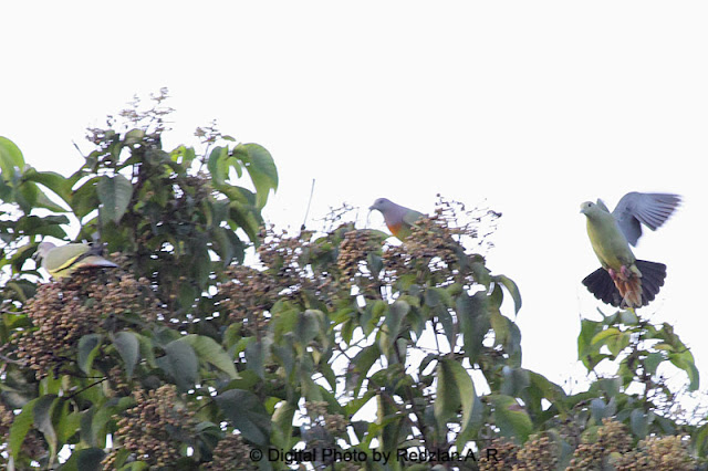 Birds and Nature Photography @ Raub: Burung Punai Gading - Pink-necked ...