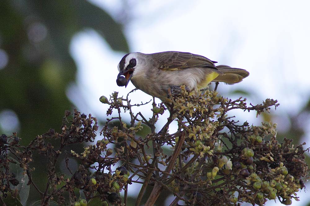 Birds and Nature Photography @ Raub: Birding during Sultan of Pahang's ...