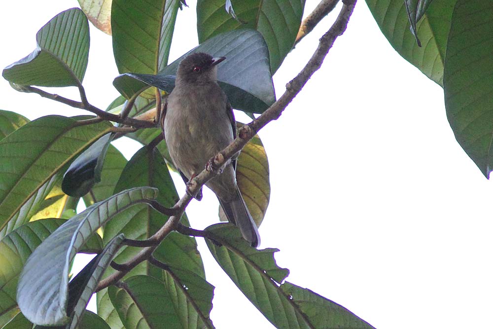 Birds and Nature Photography @ Raub: Birding during Sultan of Pahang's ...