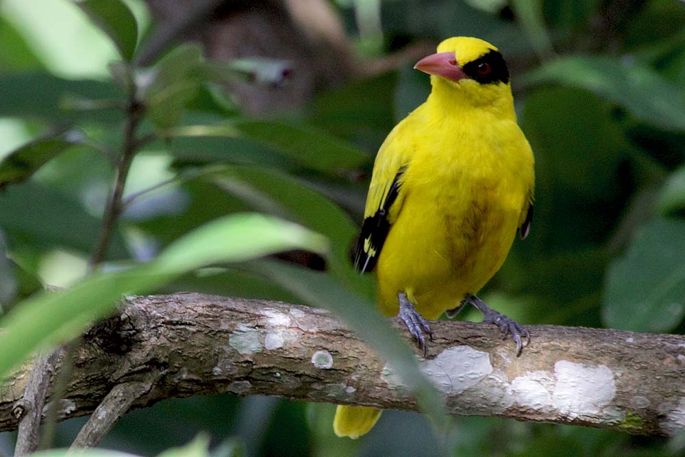 Birds and Nature Photography @ Raub: Birding during Sultan of Pahang's ...