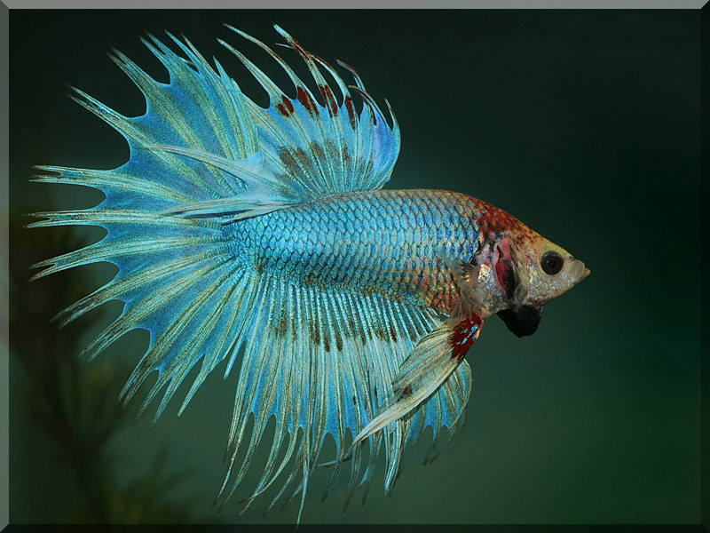 La Olla Exprezza: BETTAS