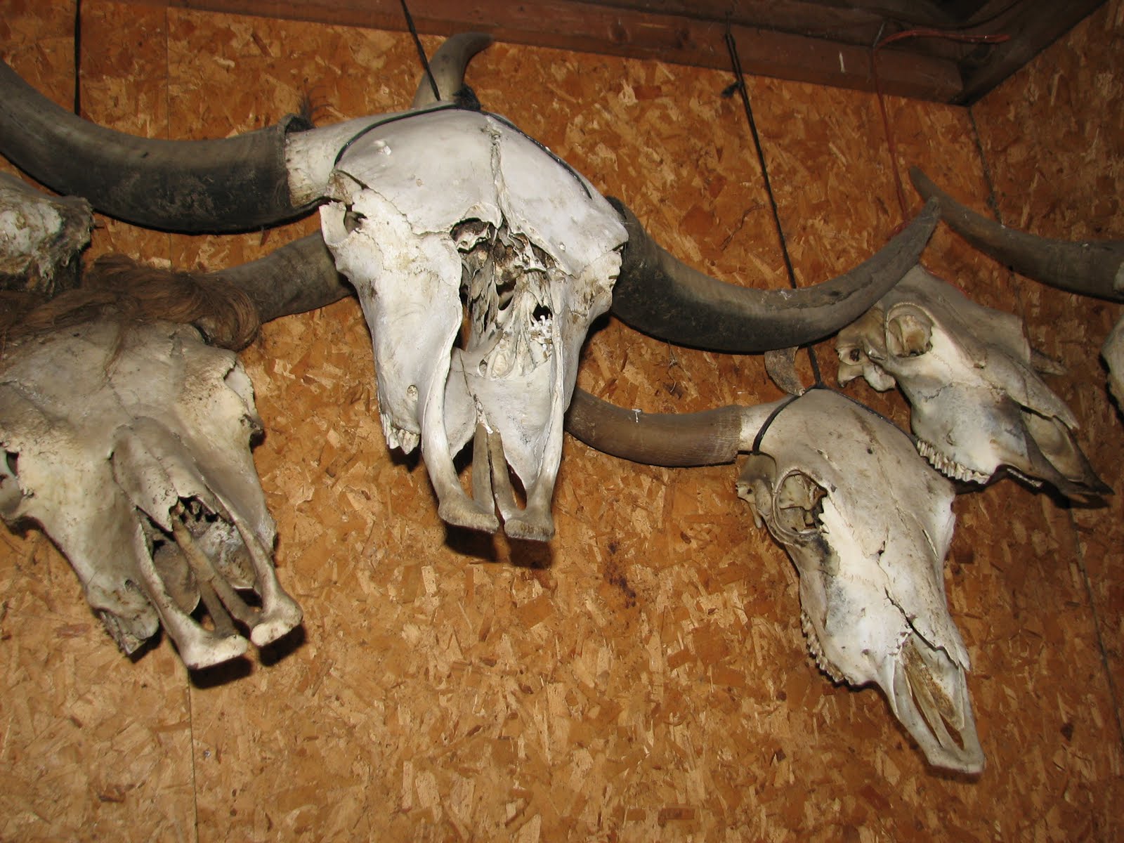 Springridge Ranch Grass-Fed Yak-Cross Beef: Yak Skulls For Sale