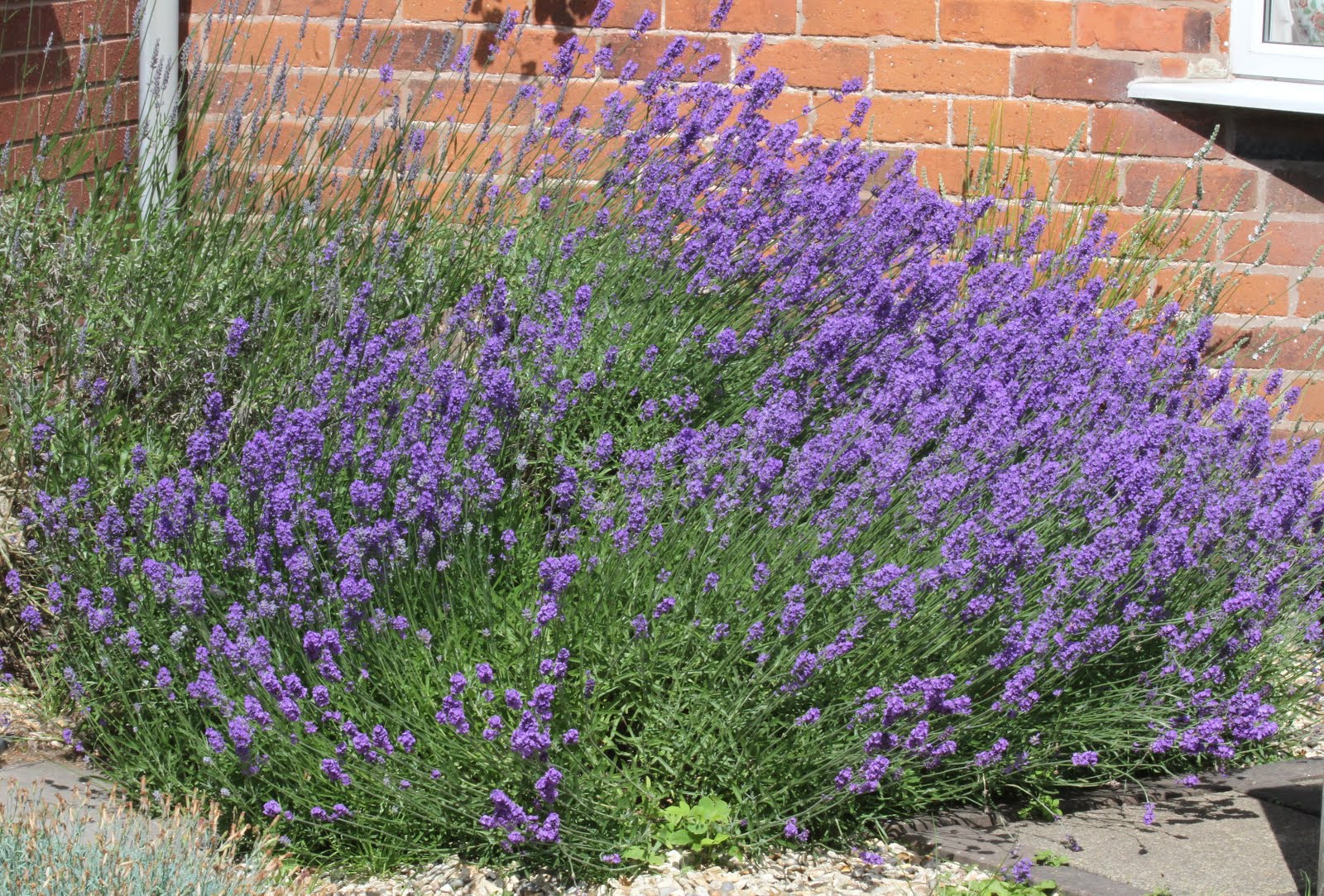 Views from my Garden Gate: Lavender Blue dilly dilly