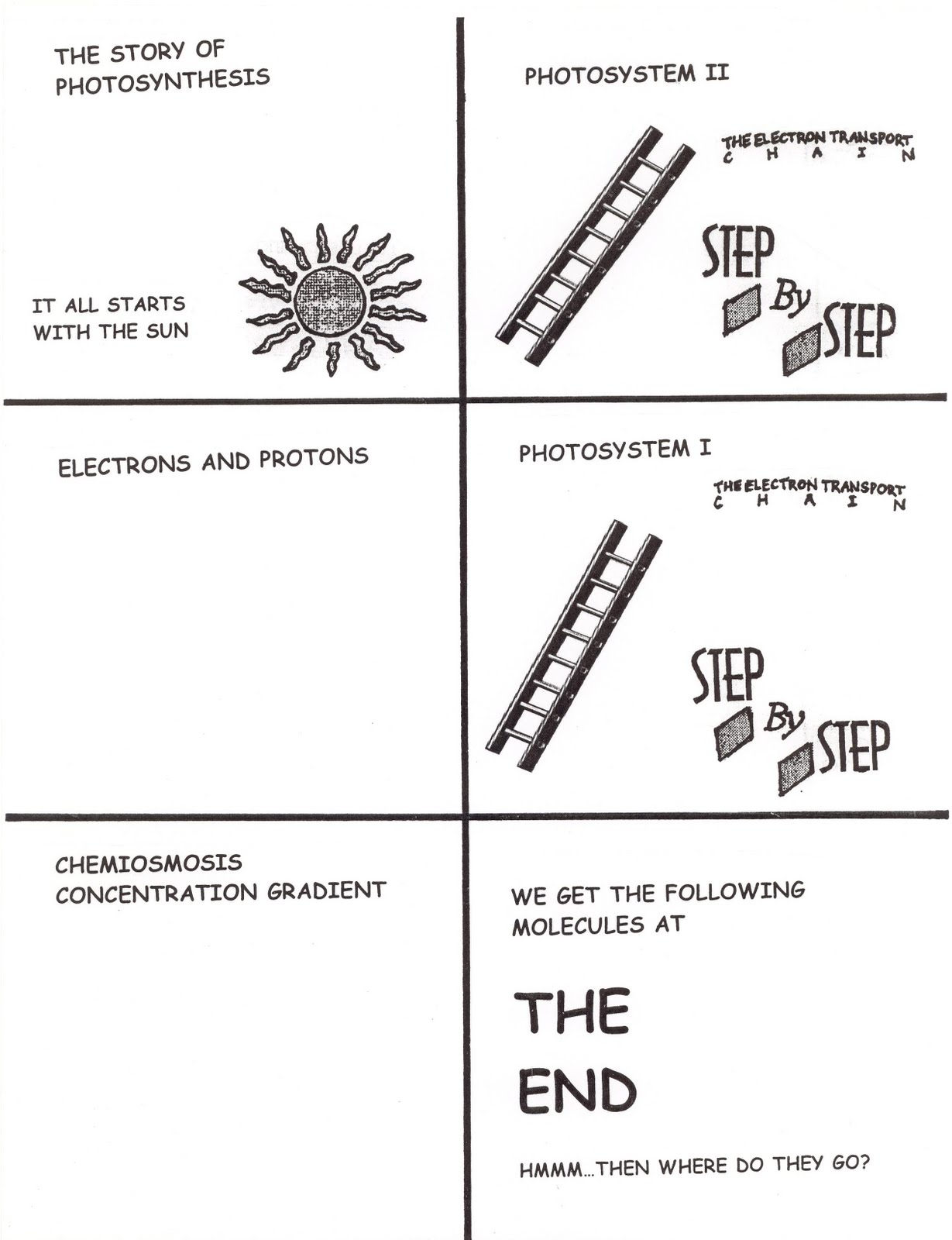 Science Tutor: Photosynthesis - The Light Reactions - Graphic Organizer ...