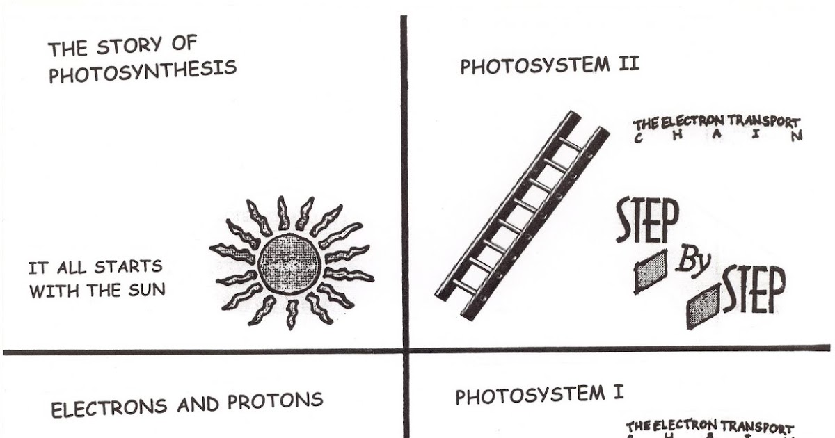 Science Tutor: Photosynthesis - The Light Reactions - Graphic Organizer ...