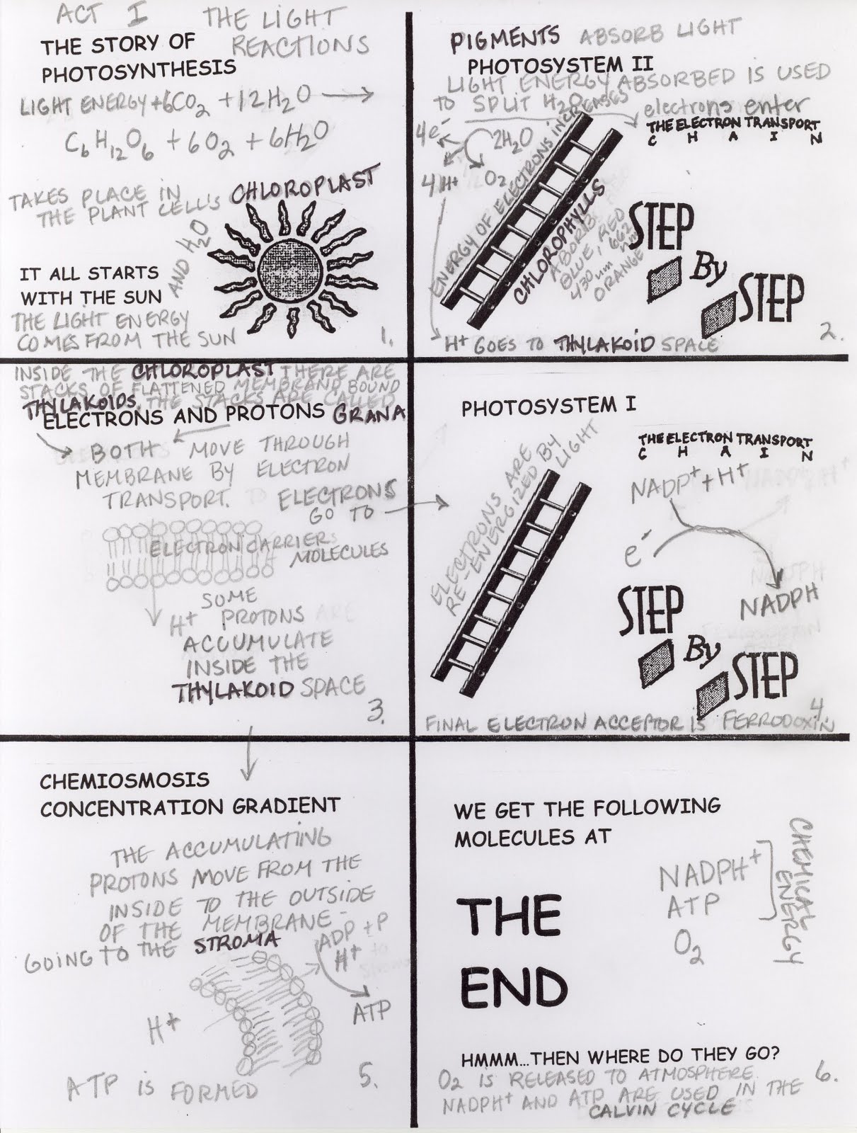 Science Tutor: Photosynthesis - The Light Reactions - Graphic Organizer ...