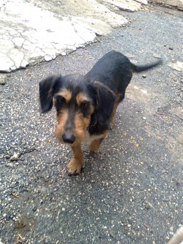 El Teckel: tipos de perros, características, cuidados y comportamiento ...