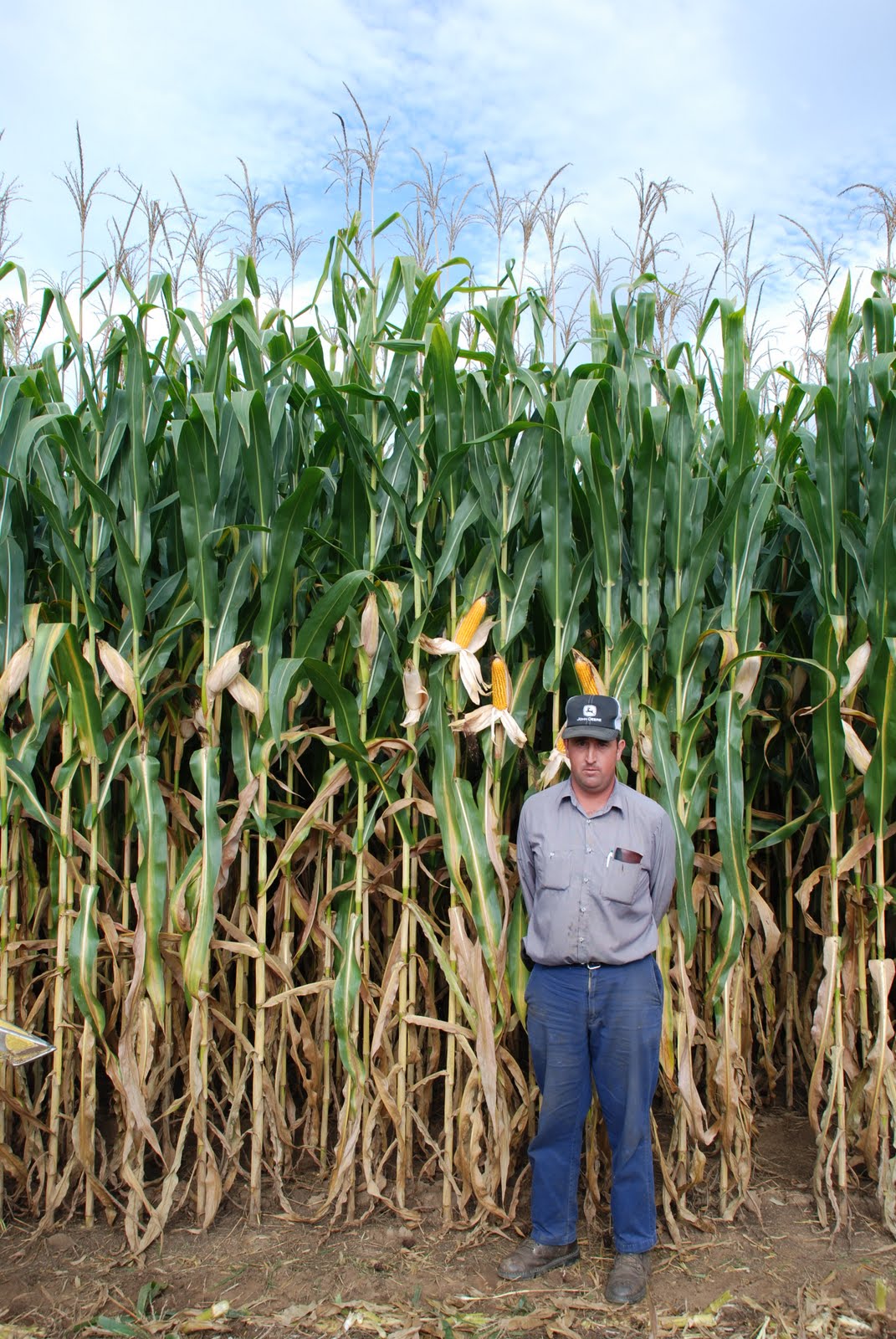 2010 WNC Corn Silage Summary