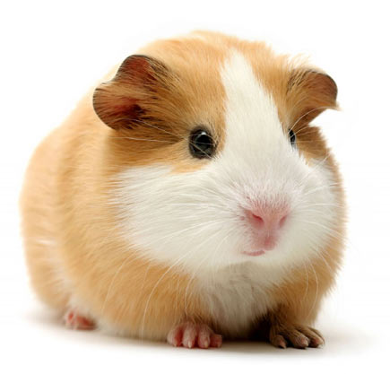 PETS FOR YOU | BEST PET: Guinea pig